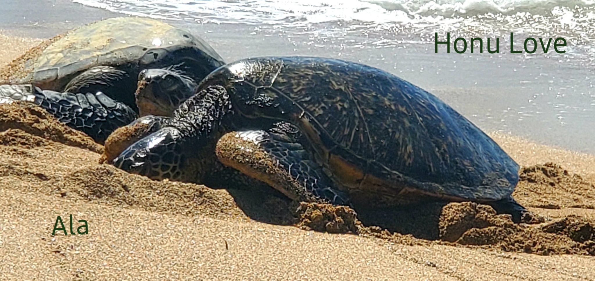 HONU LOVE – Hawaiian Ceremonies